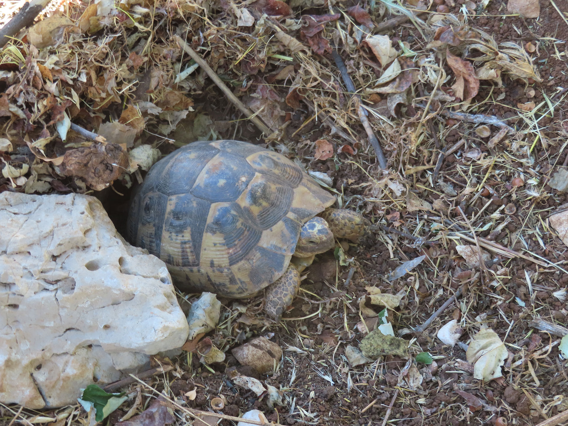 צב יבשה – שביל ברמה
