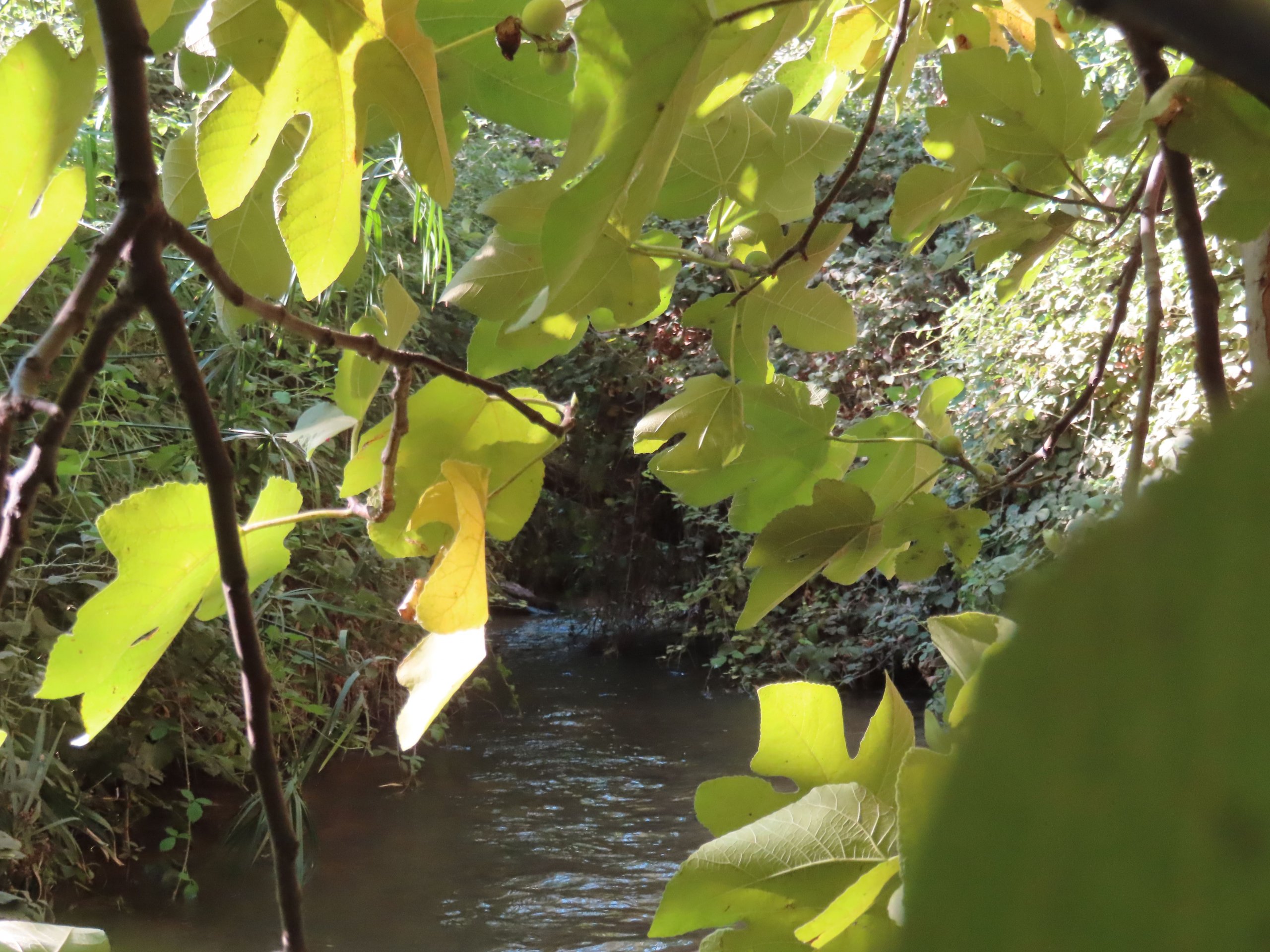 פלגי נחל דן – שביל ברמה